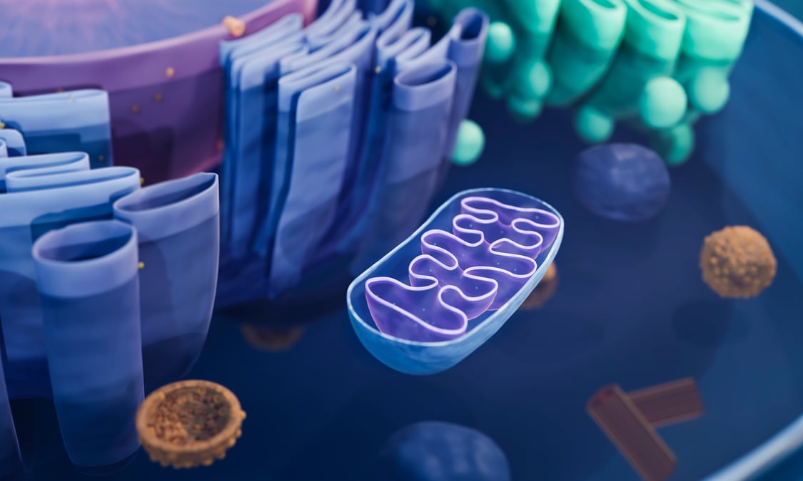 Mitochondria & Dietary Fat