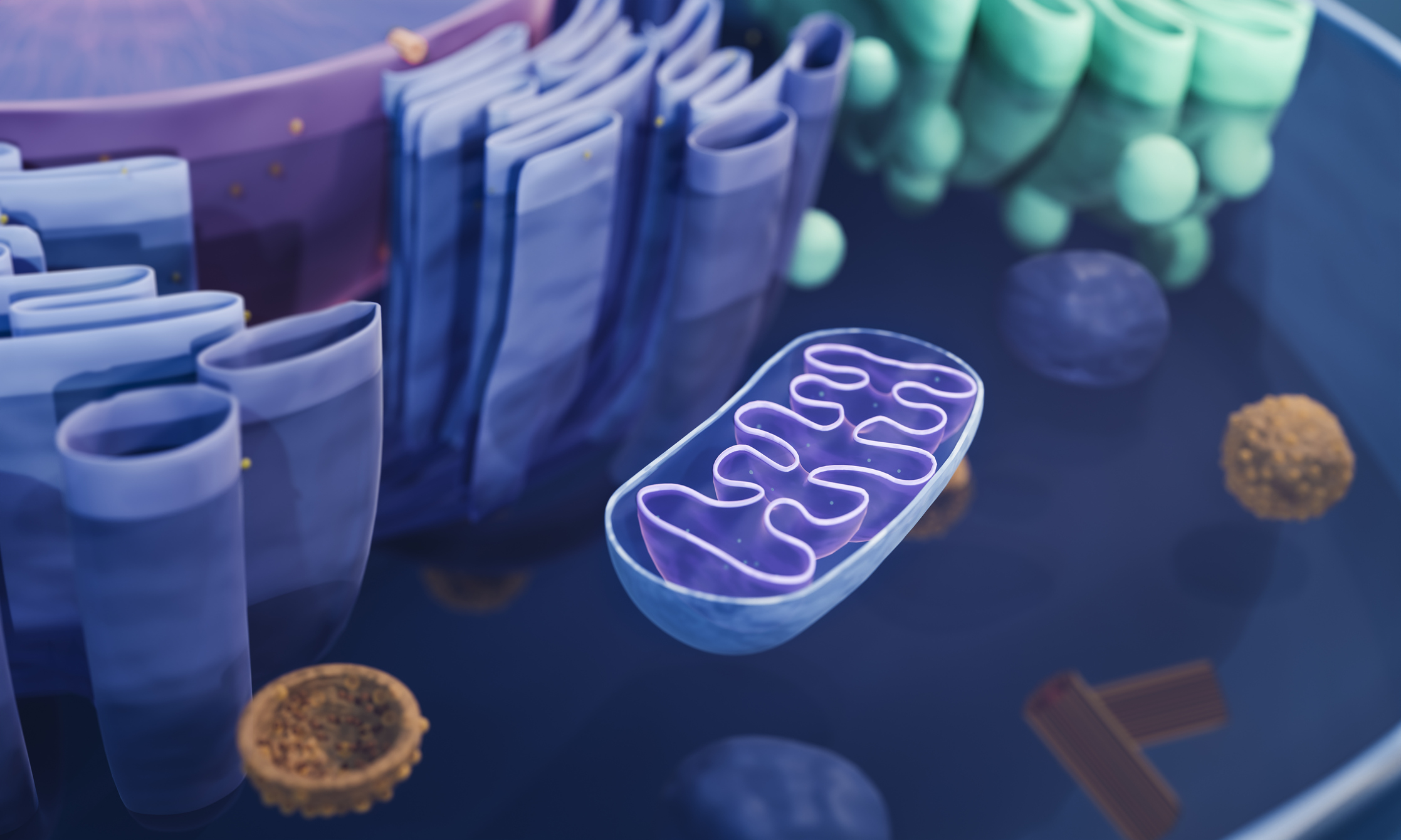 Mitochondria & Dietary Fat